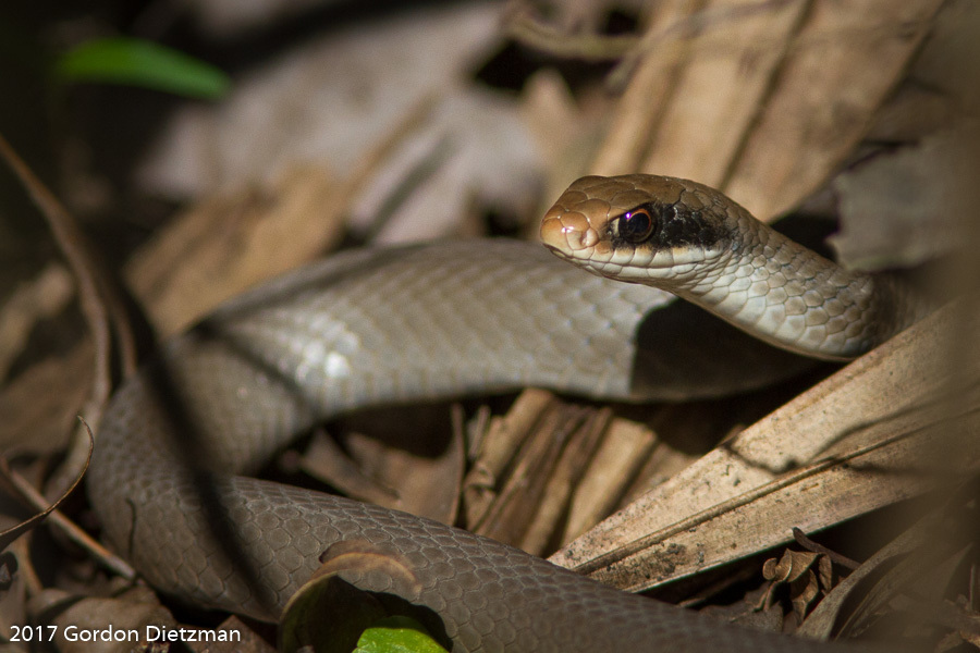 Black-masked Racer from Jefferson Parish, LA, USA on February 25, 2017 ...