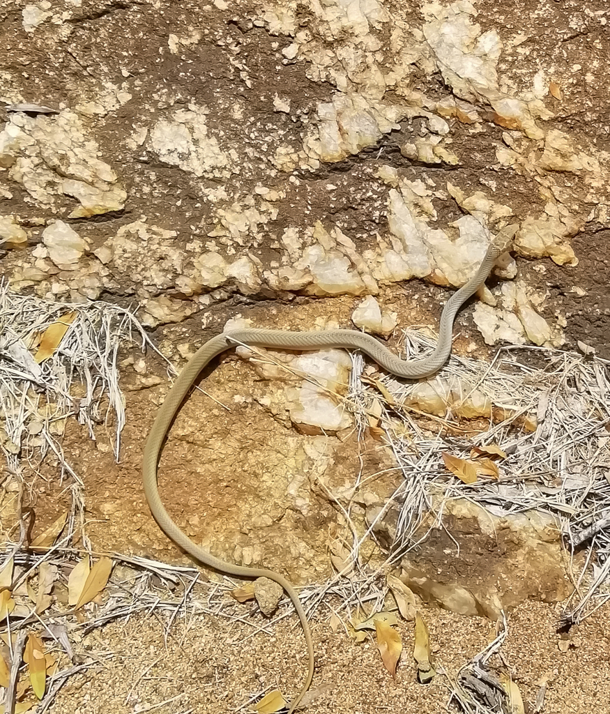 Olive Whip Snake from Maruleng, South Africa on January 12, 2021 at 12: ...