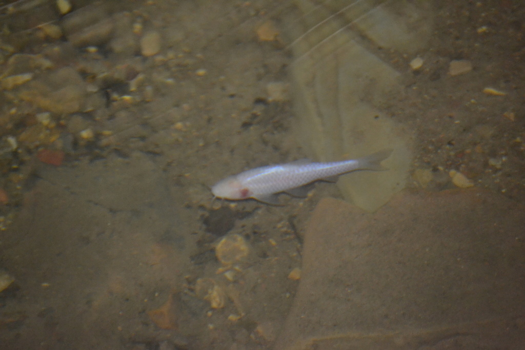 Congo blind barb in October 2020 by Peter Sandkühler. Found deep down ...
