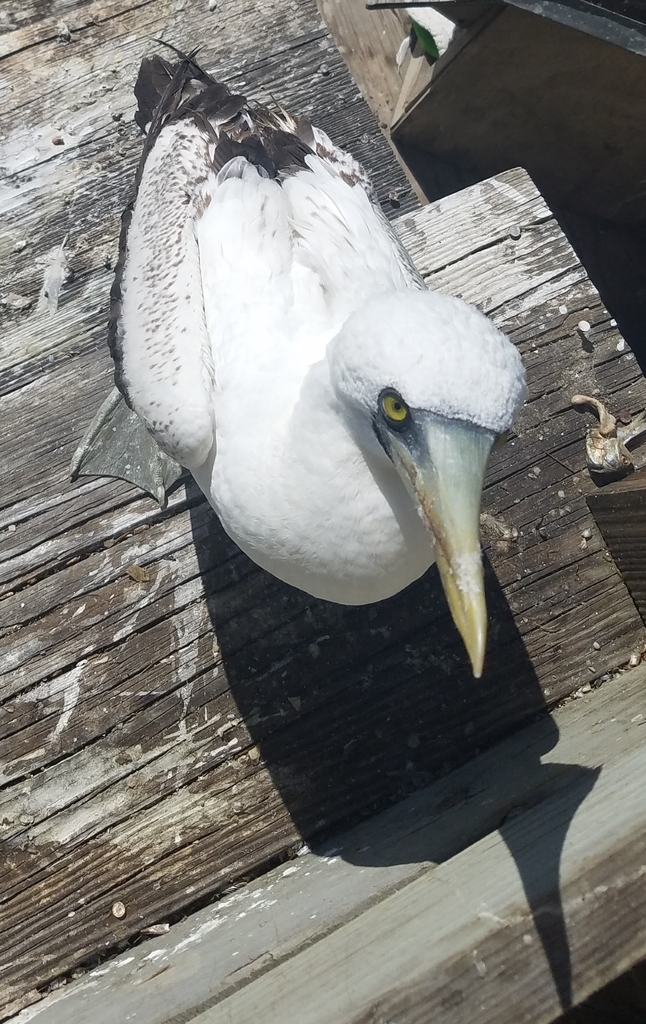 Masked Booby from South Padre Island on November 27, 2018 at 01:16 PM ...