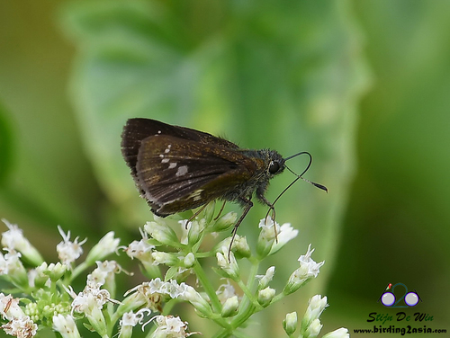 Dark Straight Swift (Parnara apostata) · iNaturalist