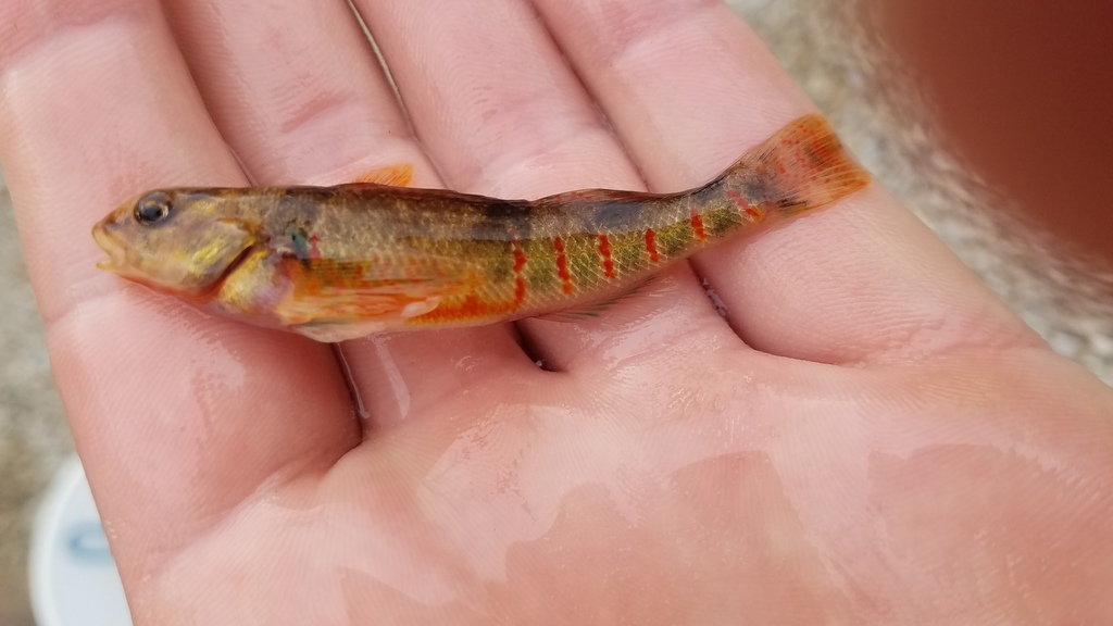 Missouri Saddled Darter from Dallas County, MO, USA on January 13, 2021 ...