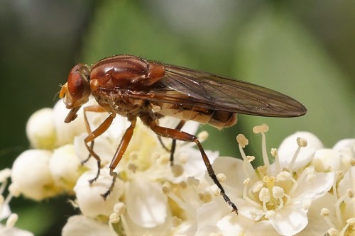 Brachyopa vittata · iNaturalist United Kingdom