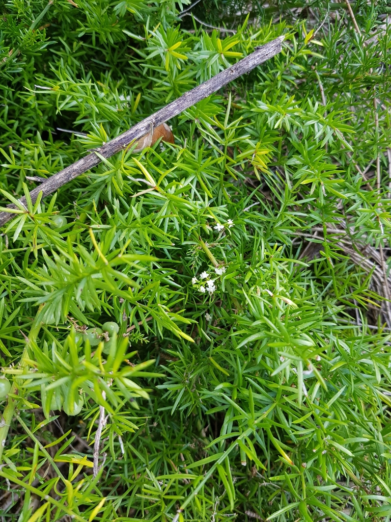African Asparagus from The Entrance NSW 2261, Australia on January 23 ...