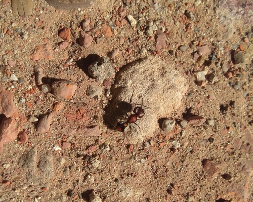 Atillum rubriceps · iNaturalist