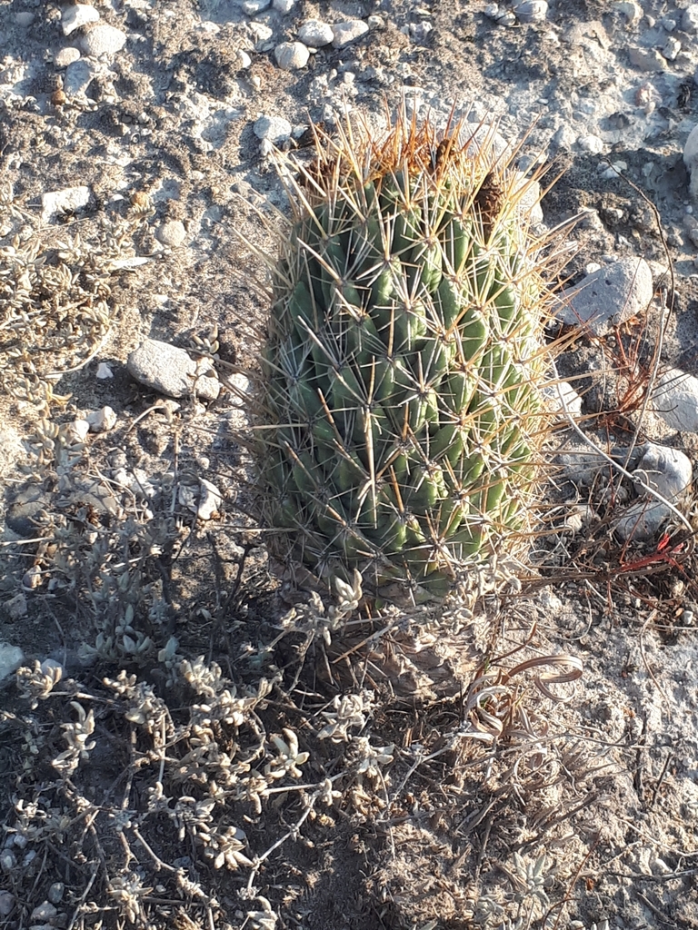 Coryphantha octacantha from 20.324727, -99.196651 on January 22, 2021 ...