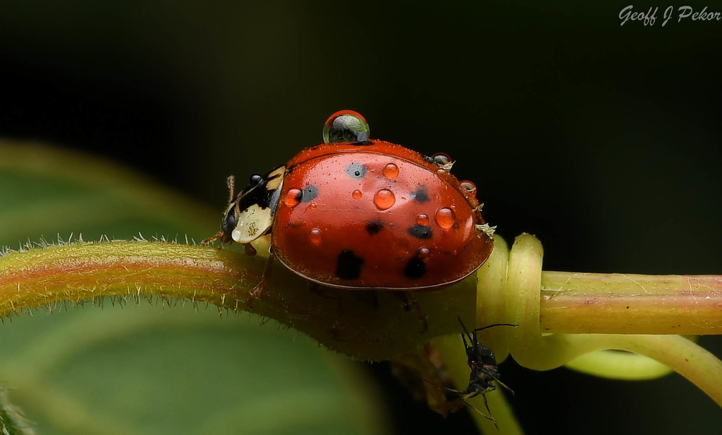 Hesperomyces harmoniae from Malden, Windsor, ON, Canada on August 4 ...