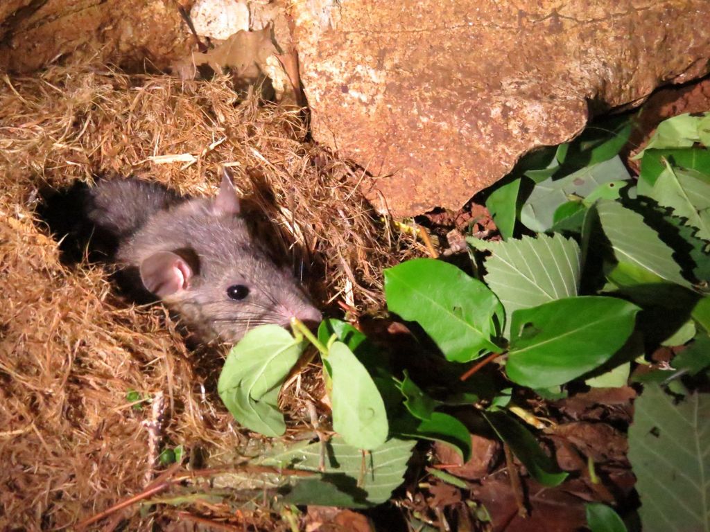 Woodrats from Mammoth Cave - Inside Frozen Niagara Entrance on August ...