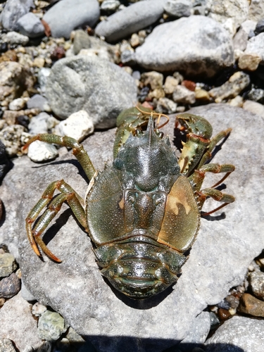 Aegla rostrata · iNaturalist