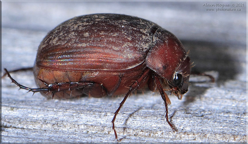 Asiatic Garden Beetle from Châteauguay, QC, Canada on August 12, 2020 ...