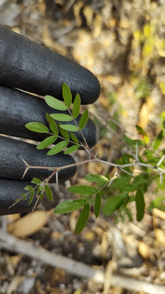 Blackbrush Acacia from Cd Fernández, S.L.P., México on January 23, 2021 ...
