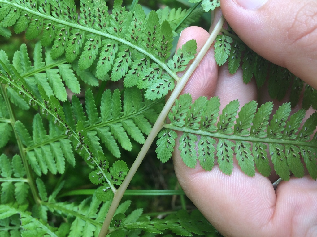 southern lady fern from Reinhardt College, Waleska, GA, US on September ...