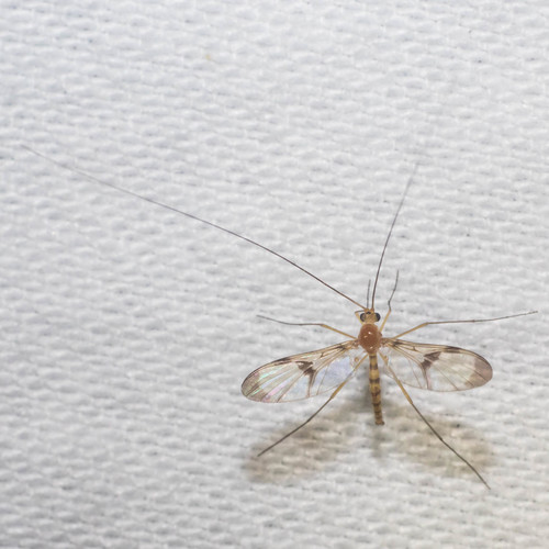 Macrocera clara · NaturaLista Colombia