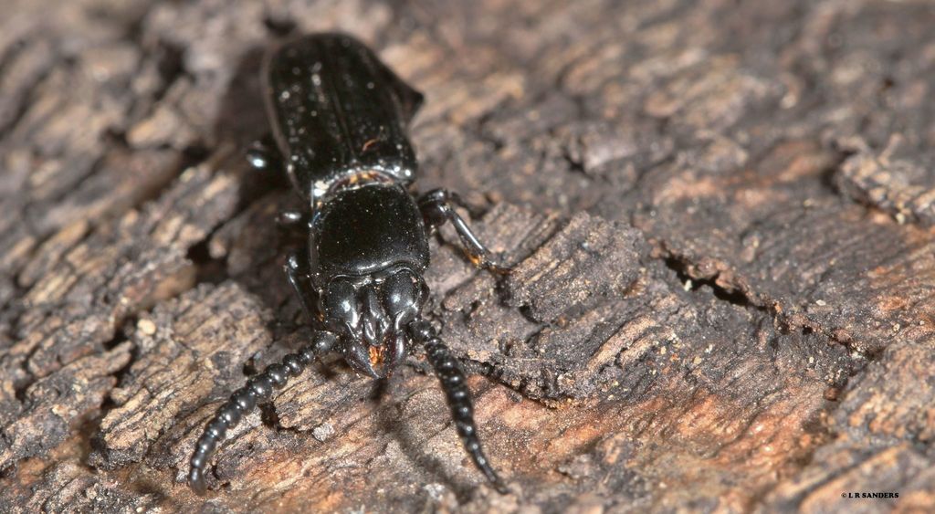 Passandra heros from Emerald QLD 4720, Australia on January 16, 2021 at ...