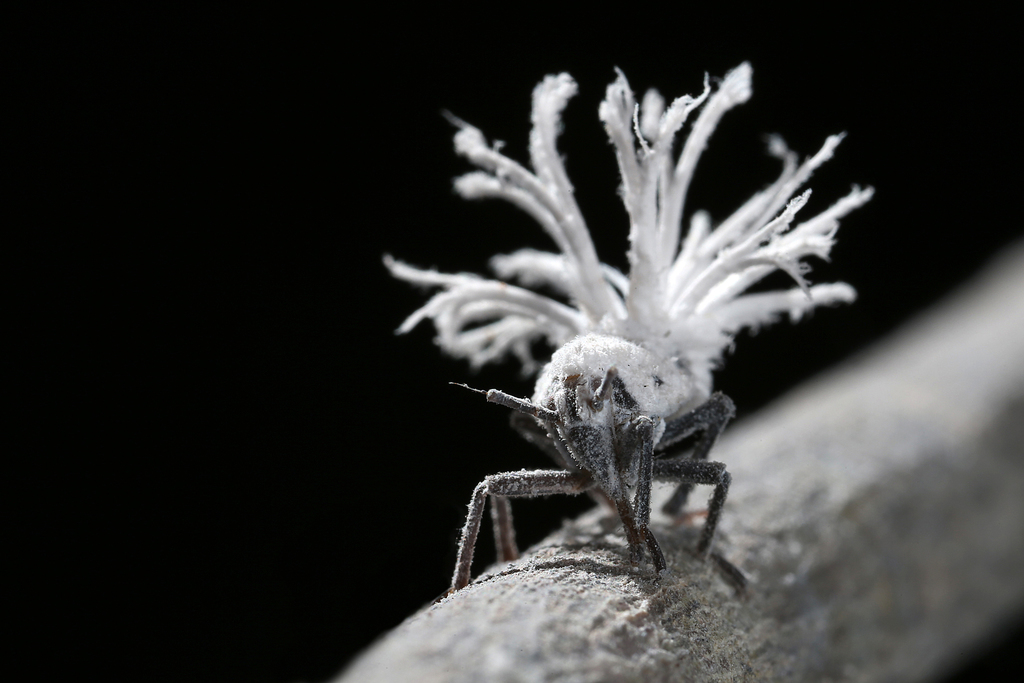 Flatid Leaf Bug from Madagaskar, Namoroka, Flatid Larvae on October 28 ...