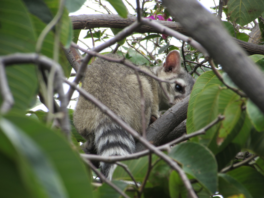 Ringtail from Atlixco, Pue., México on January 24, 2021 at 11:21 AM by ...