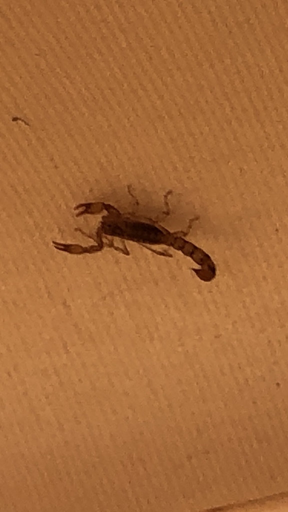 Iurida from Zion National Park, Springdale, UT, US on September 30 ...