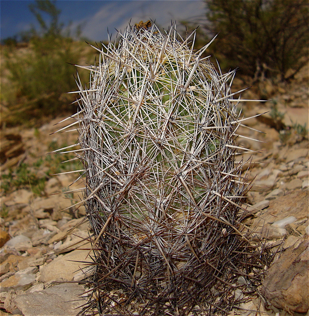 Rhinoceros Cactus in June 2009 by Jeff Stauffer. Big Bend National Park ...