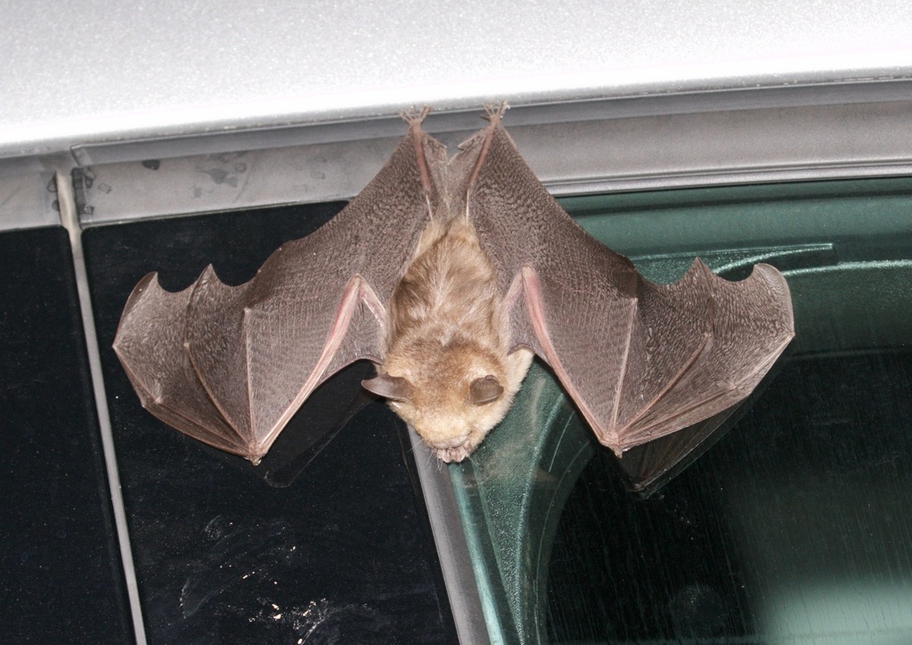 Semon's Roundleaf Bat from Rossville QLD 4895, Australia on January 19 ...