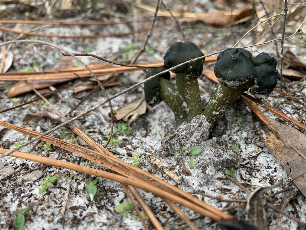 Chicken Lips from Lake Panasoffkee, FL, US on January 23, 2021 at 04:49 ...