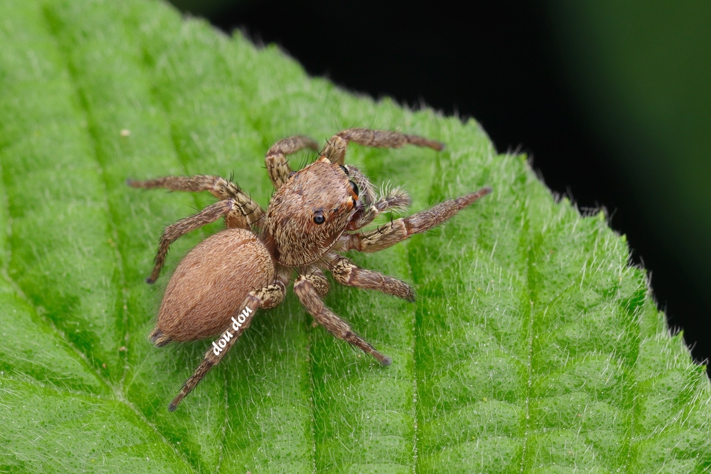 Plexippus setipes from 中国云南省西双版纳 on September 26, 2020 at 09:29 PM by ...