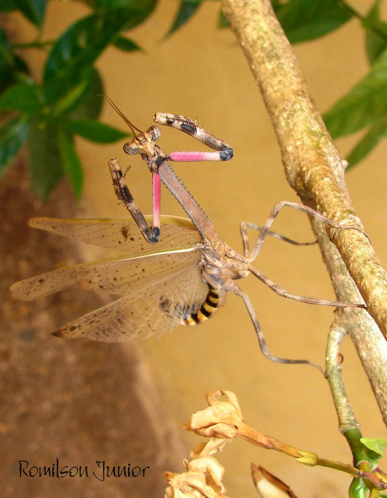 Pseudovates parallela from Camocim, CE, 62400-000, Brasil on October 29 ...