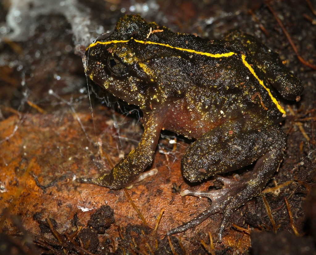 Emilio's Ground Frog from Aguas Calientes, Aguas Calientes, Puyehue ...