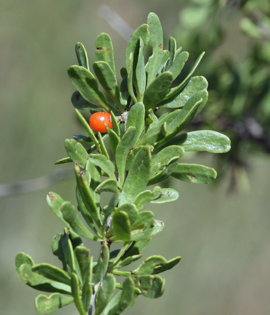 pale wolfberry (Guide to the Flora and Fauna of Leonora Curtin Wetland ...