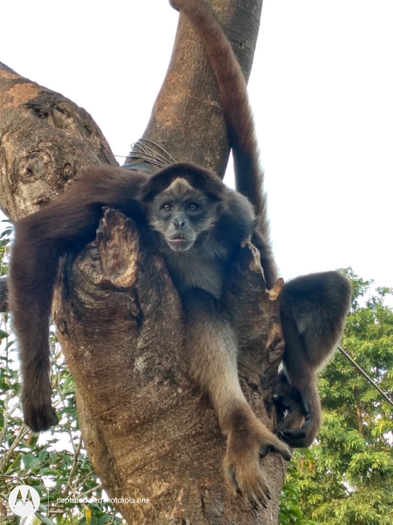 Long-haired spider monkey in January 2021 by EDUARD ALEXIS GARCIA ORTIZ ...