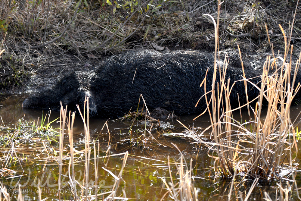 Wild Boar from Clinch County, GA, USA on January 21, 2021 at 10:02 AM ...