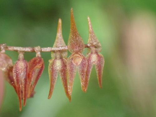 Lepanthopsis pristis · iNaturalist