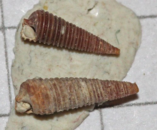 Seila trilineata · iNaturalist