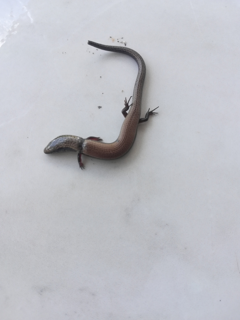 Jamaican Galliwasp from Longville Park, Jamaica on September 9, 2020 at ...