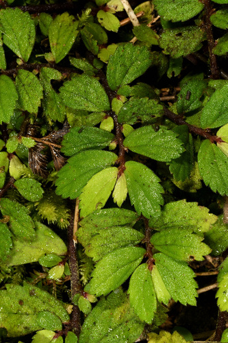 Elatostema strigillosum · iNaturalist