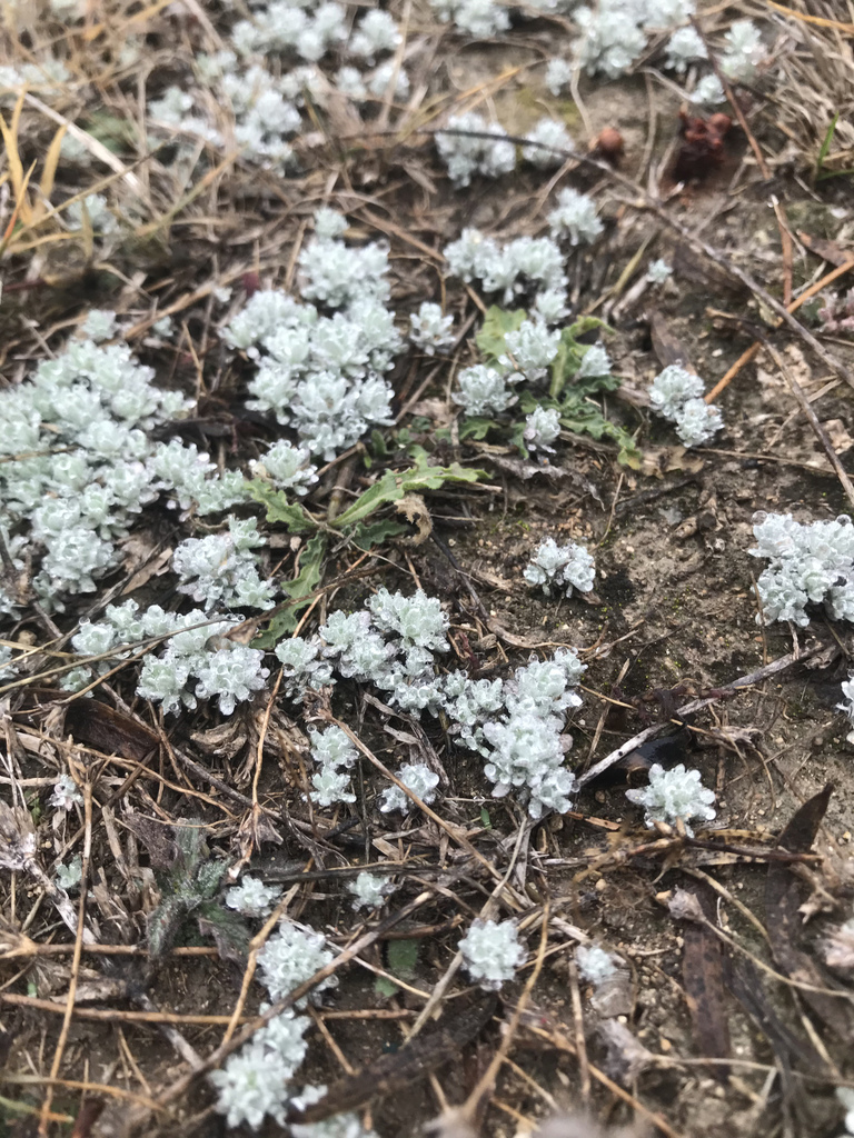 flathead rabbit tobacco from US-281, Lampasas, TX, US on January 24 ...