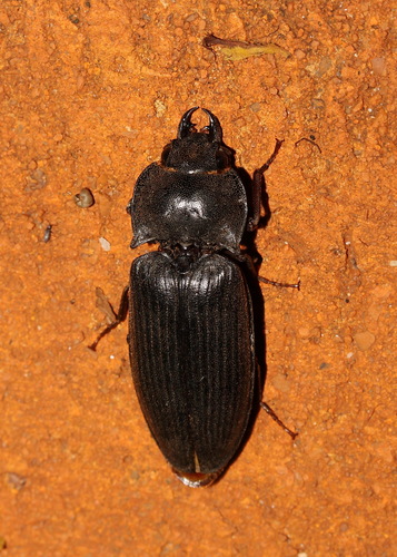 Genus Aphileus · iNaturalist United Kingdom