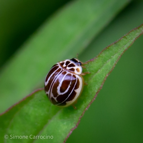 Cycloneda lorata · NaturaLista Colombia