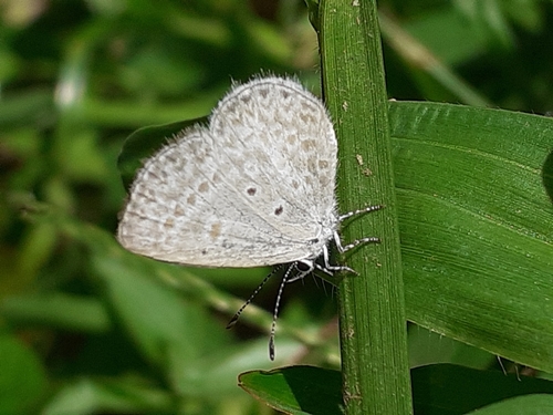 Elkalyce cogina · iNaturalist United Kingdom