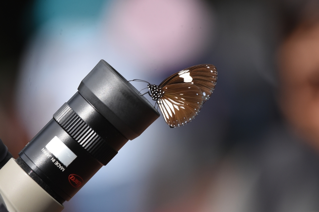 Magpie Crow Butterfly from น้ำตกเหวนรก on August 8, 2020 at 08:55 AM by ...