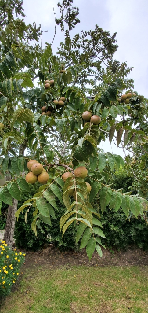 Andean Walnut in January 2021 by Igor Krochin. Nogal · iNaturalist
