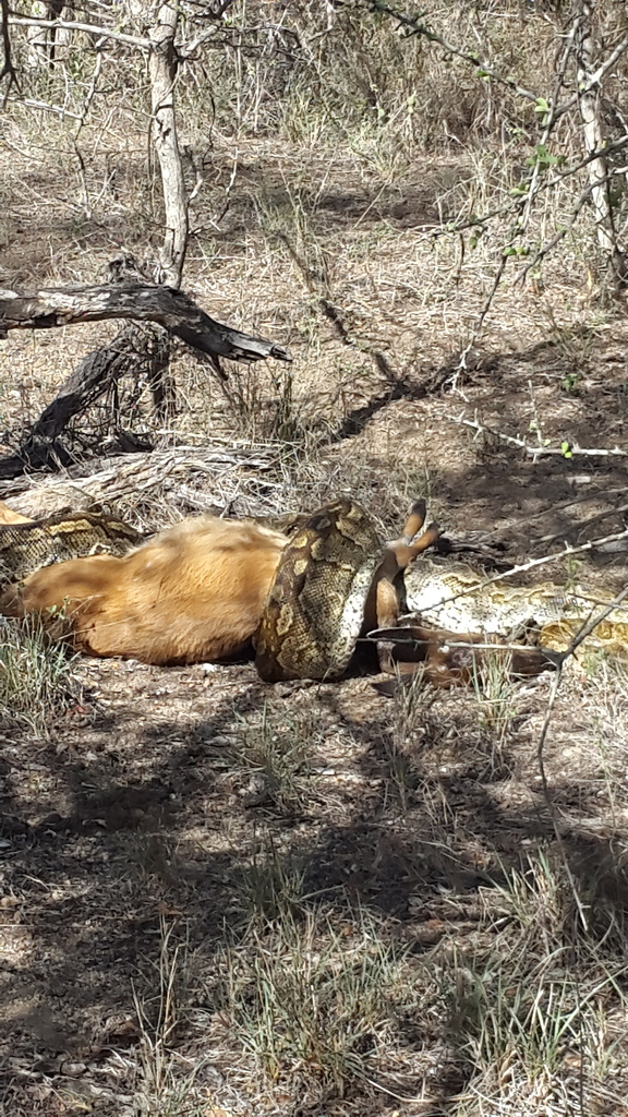 Southern African Python from Mopani, South Africa on December 14, 2017 ...