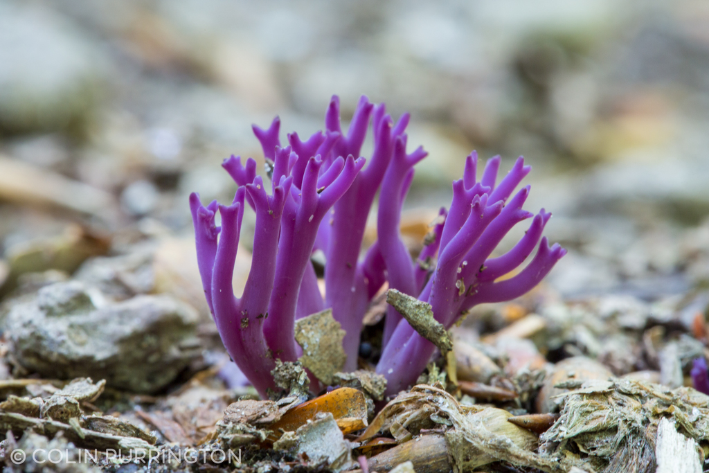 violet coral fungus from 1671 N Providence Rd, Media, PA 19063, USA on ...