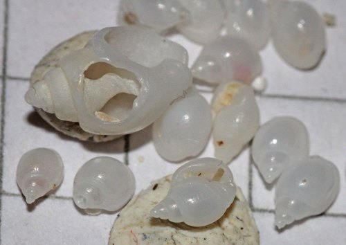 Ringicula conformis · iNaturalist