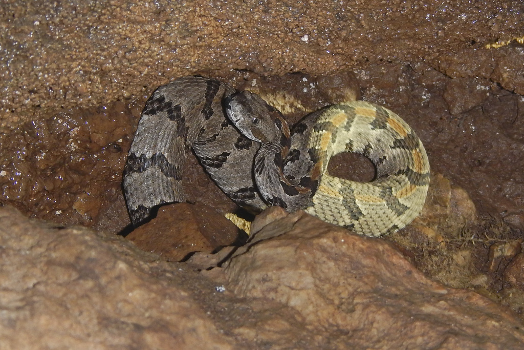 Timber Rattlesnake from Chinn Springs Ln, Ashley Township, AR 72501 ...