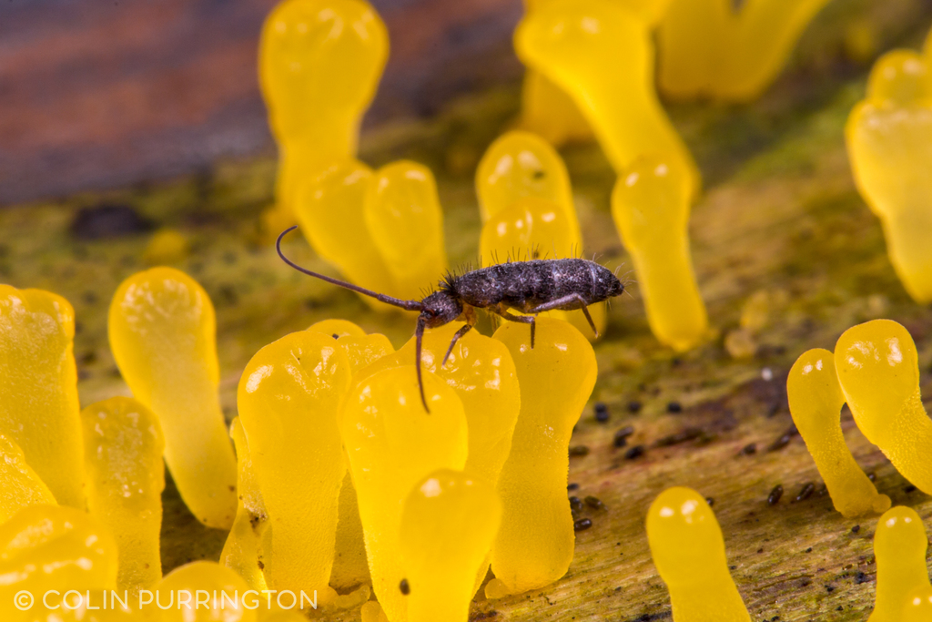 Pogonognathellus dubius from Glasco, NY, USA on July 25, 2017 at 04:01 ...