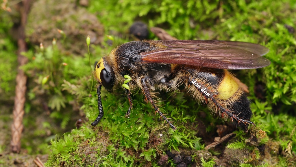 Scolia watanabei from 中国江苏省常州市金坛区茅山 on October 5, 2020 at 03:54 PM by ...