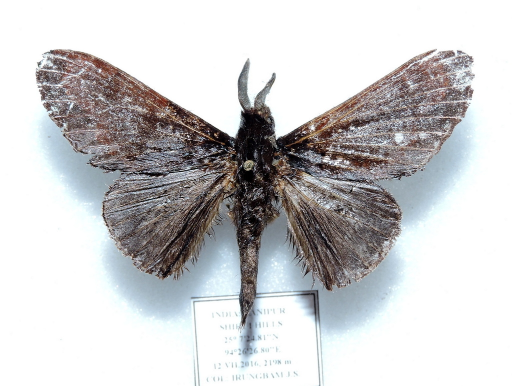 Kunugia burmensis from Ukhrul, Manipur, India on October 12, 2016 at 06 ...