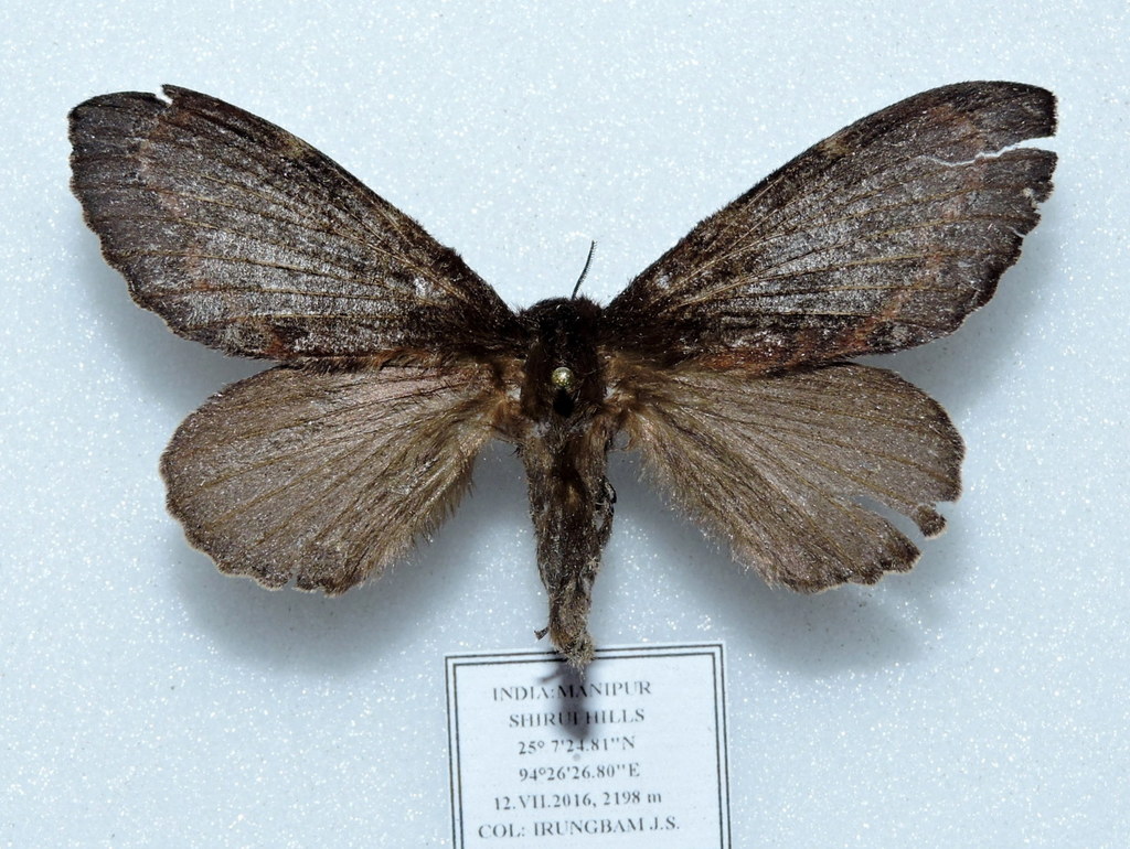 Kunugia burmensis from Ukhrul, Manipur, India on October 12, 2016 at 06 ...