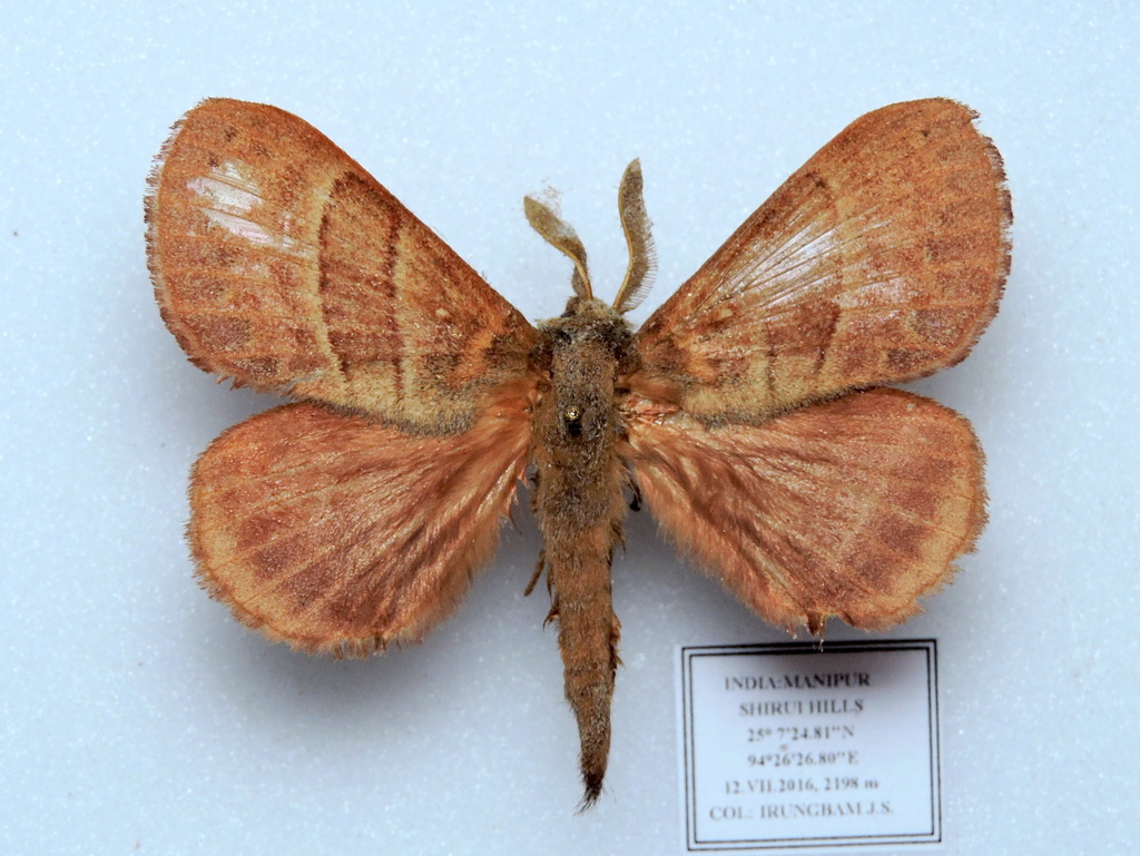 Kunugia xichangensis from Ukhrul, Manipur, India on October 12, 2016 at ...