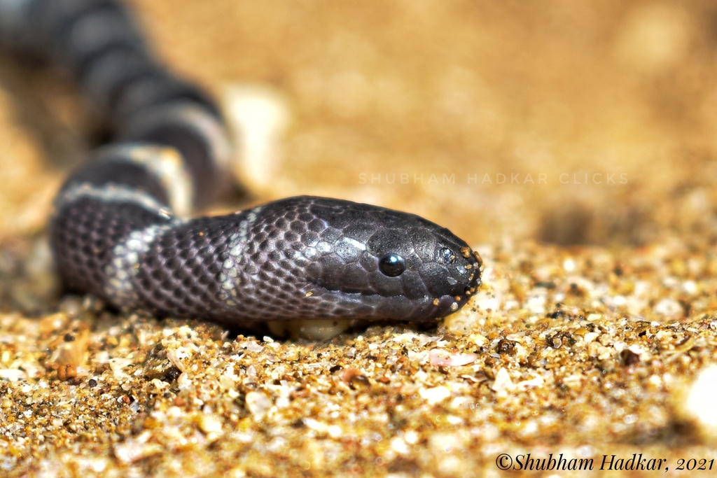 Dwarf Sea Snake (Hydrophis caerulescens) - Snakes and Lizards